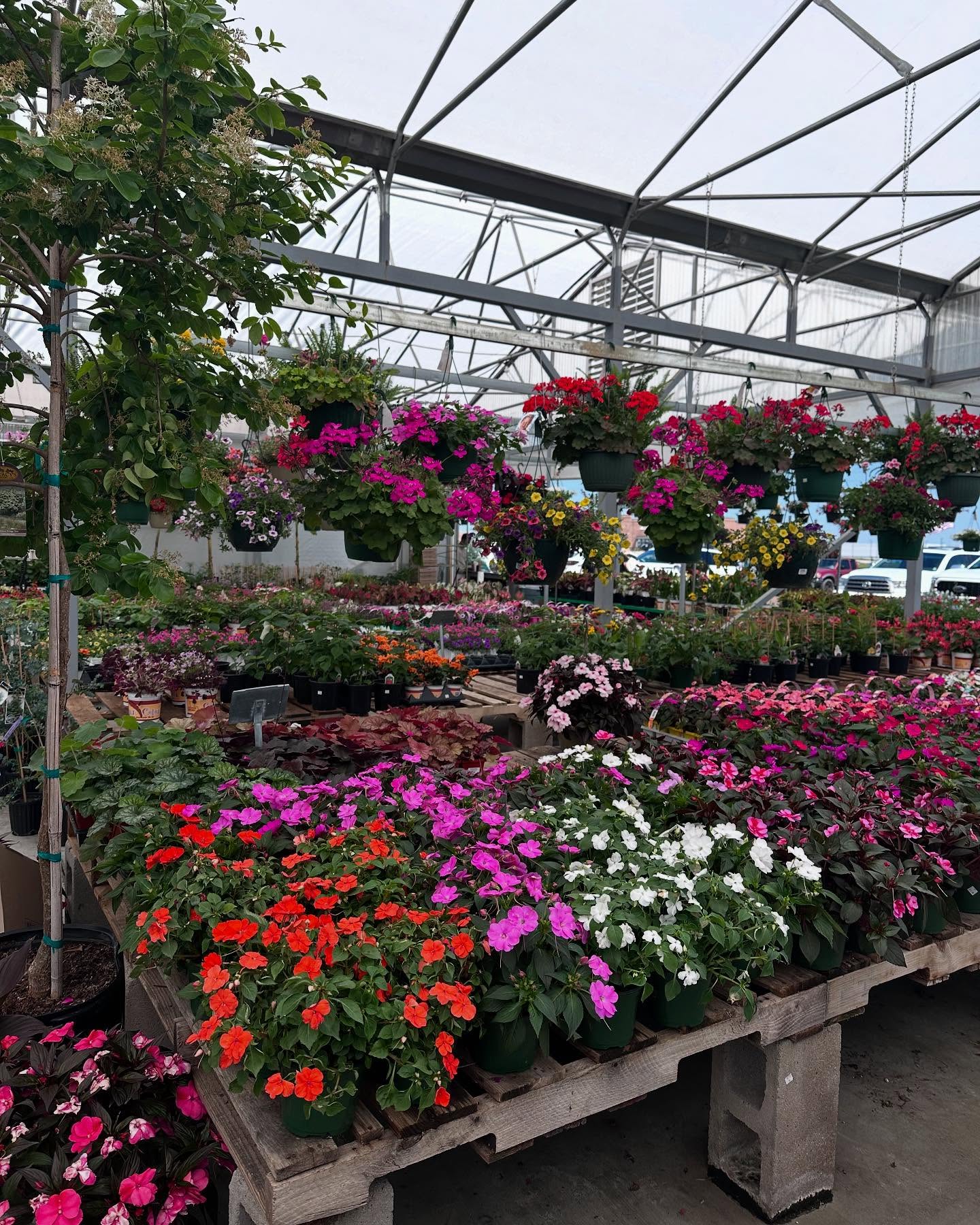 Color Plants – Callaways Yard and Garden